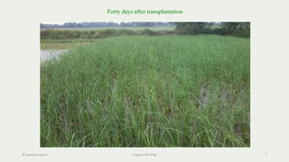 Full illustration organic paddy cultivation methods TTS presentation 3 ...