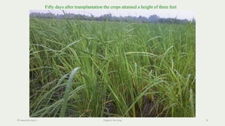 Full illustration organic paddy cultivation methods TTS presentation 3 ...