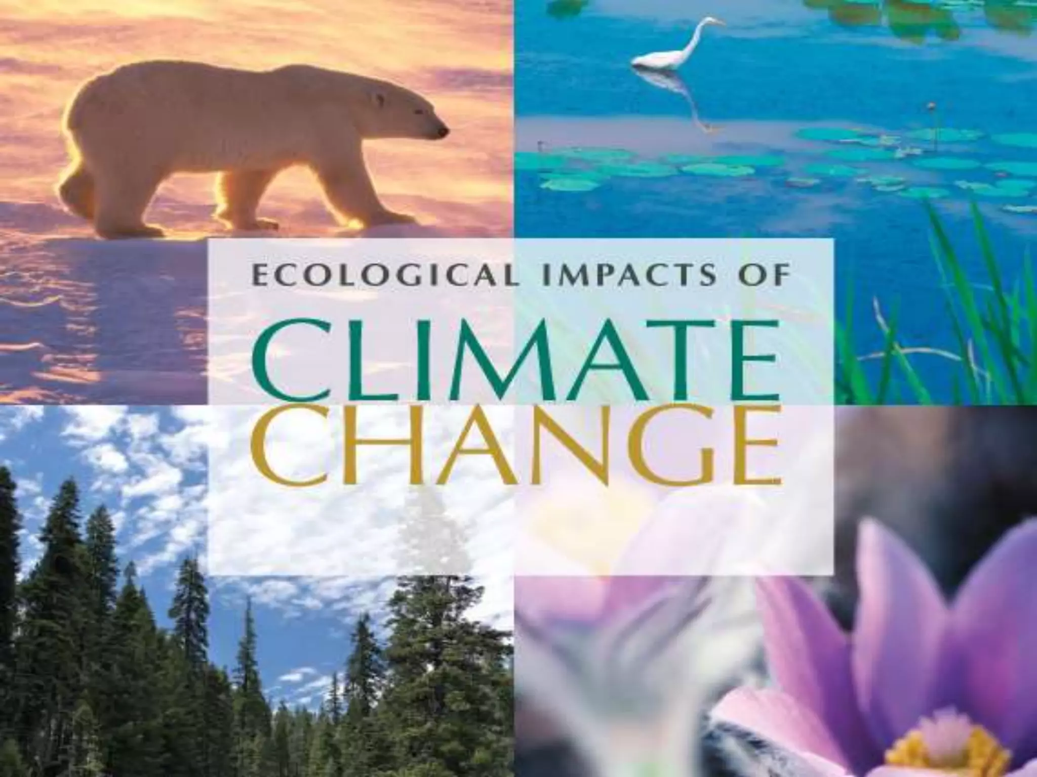 Ecological impacts of climate change.pptx