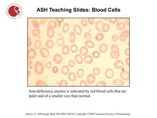 Full Set of Slides.ppt