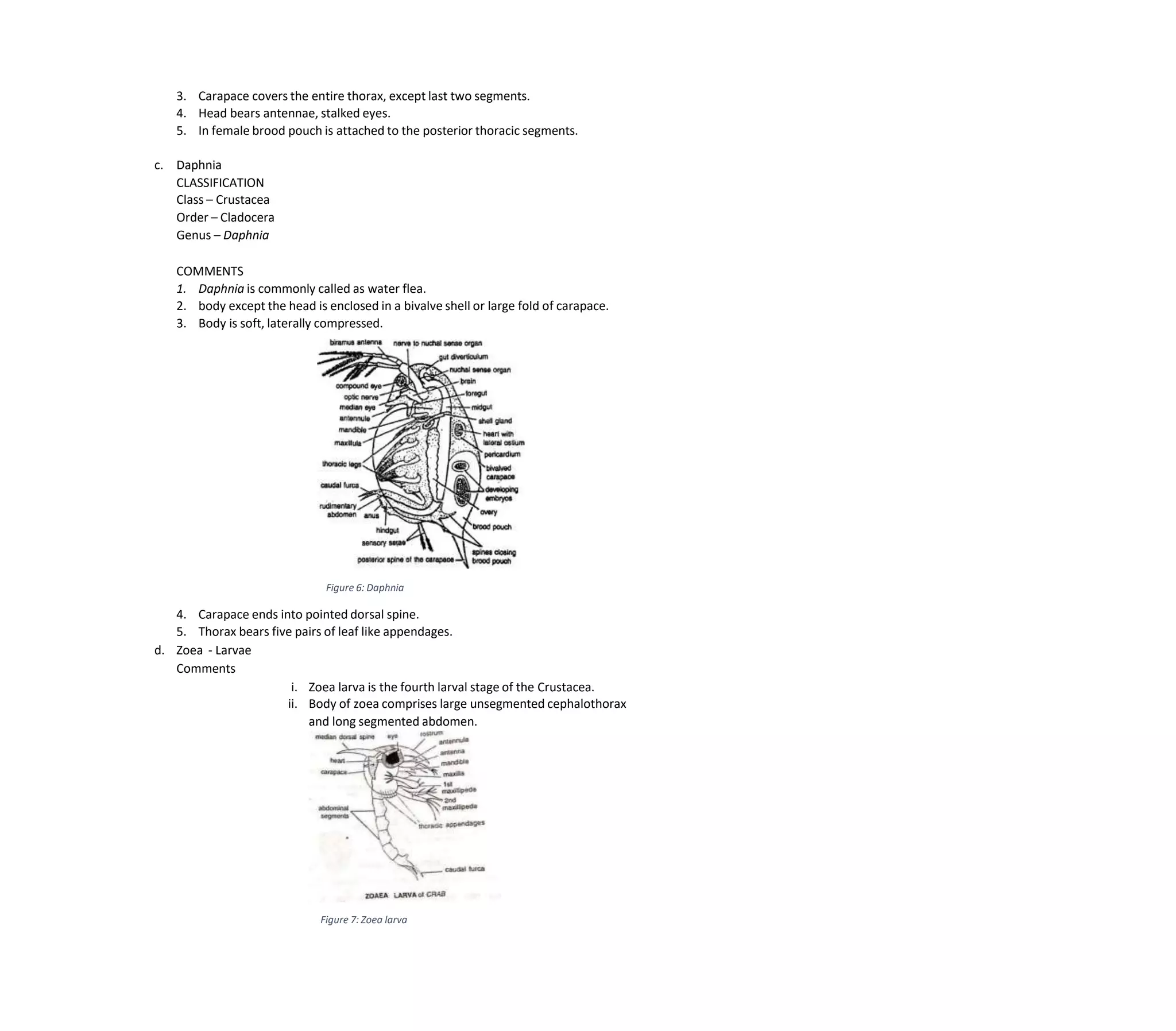 full study of zooplankton and phytoplankton.pptx