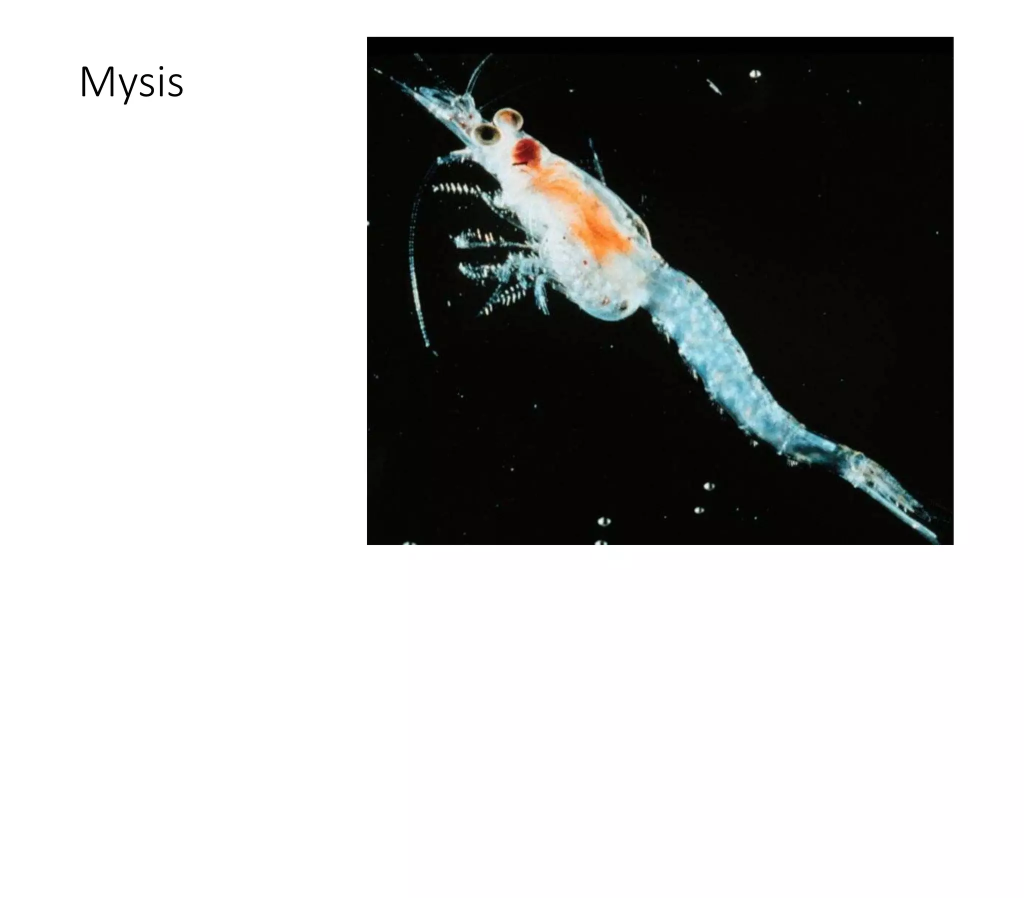 full study of zooplankton and phytoplankton.pptx