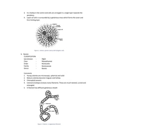 full study of zooplankton and phytoplankton.pptx