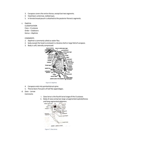 full study of zooplankton and phytoplankton.pptx | Geography | Science