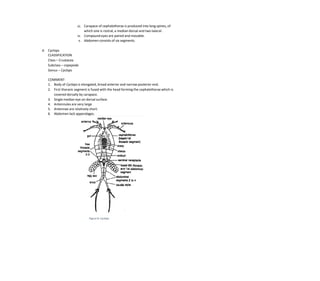 full study of zooplankton and phytoplankton.pptx