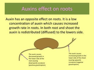 Full unit 5 power point =] | PPT