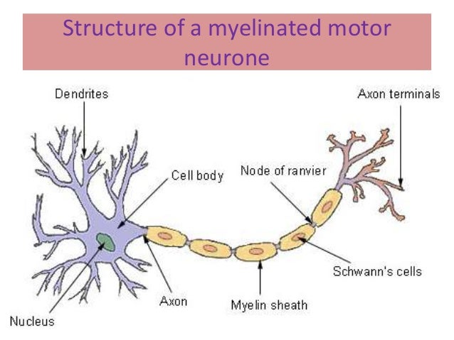 Full unit 5 power point =]
