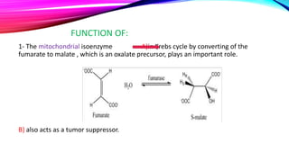 Fumarase enzyme | PPTX