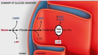 Fumarase enzyme | PPTX