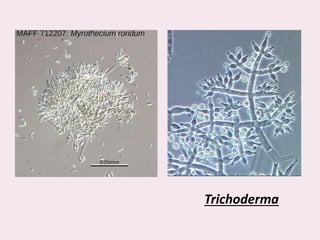 Fumonisins and trichothecenes | PPTX