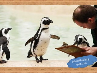 Funny amazing clicks | PPT
