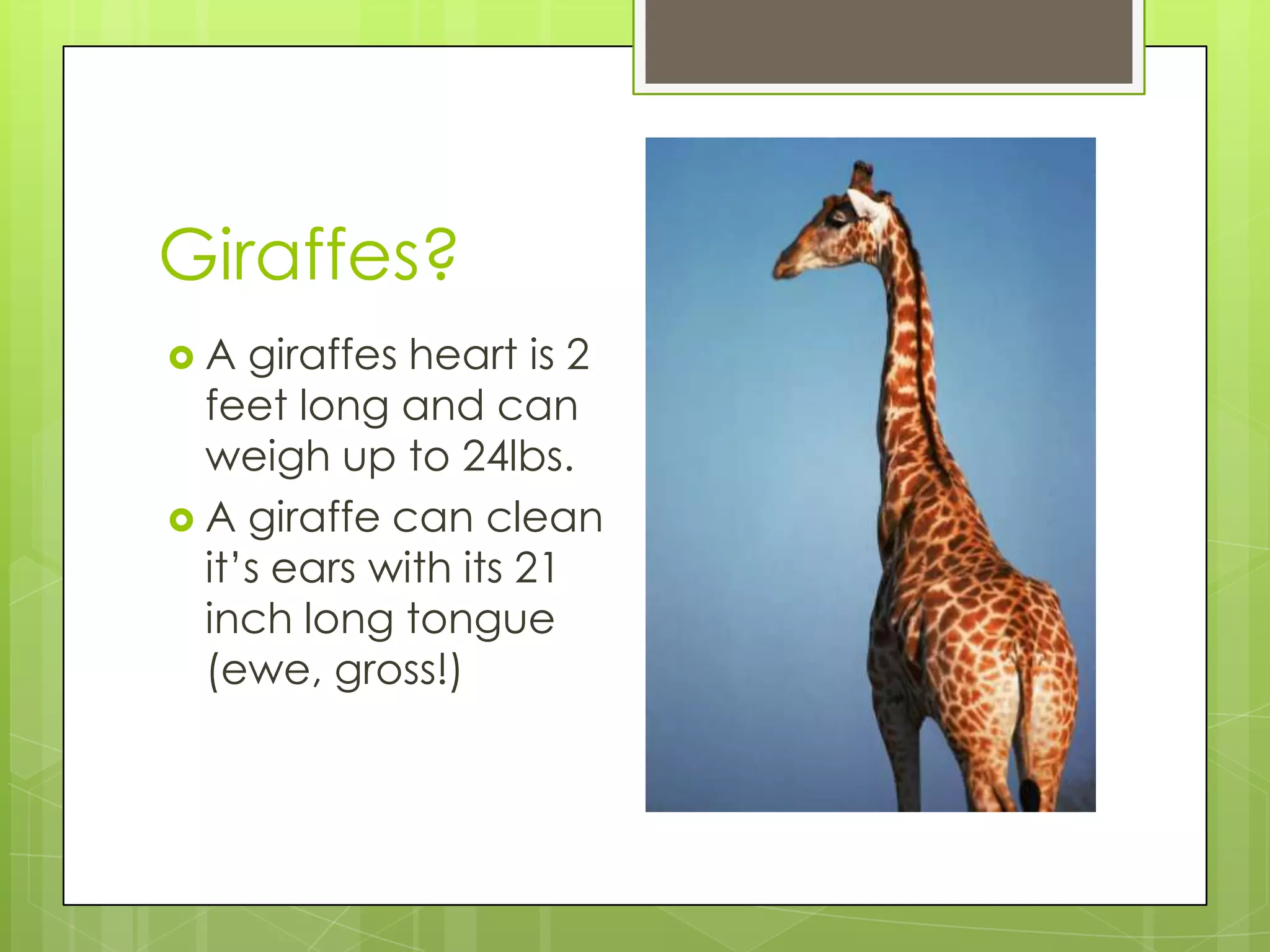 Fun and interesting facts powerpoint | PPTX