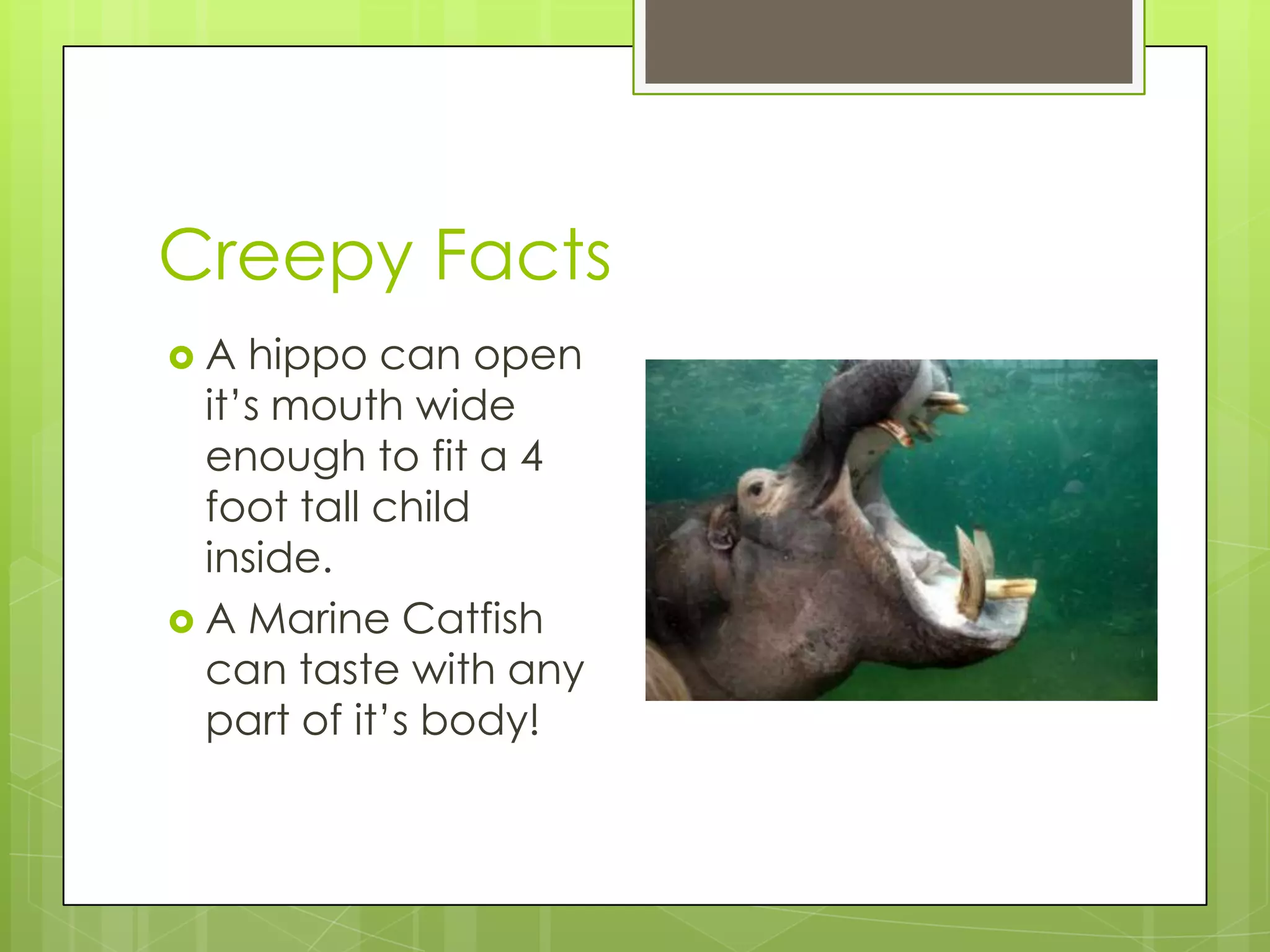 Fun and interesting facts powerpoint | PPTX