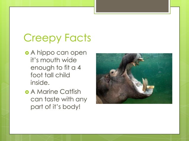 Fun and interesting facts powerpoint | PPTX | Fish and Aquariums | Pets