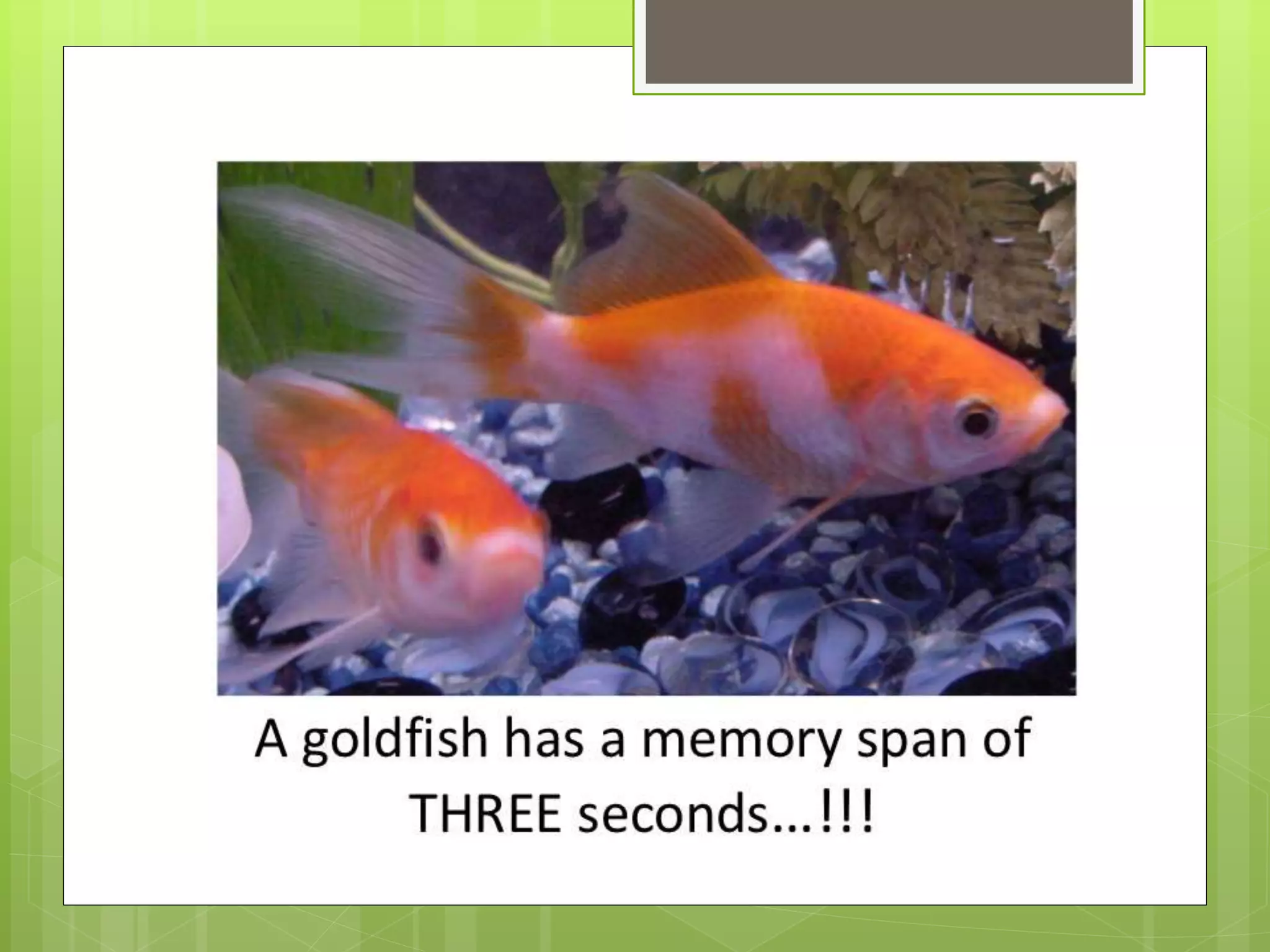 Interesting facts powerpoint | PPTX