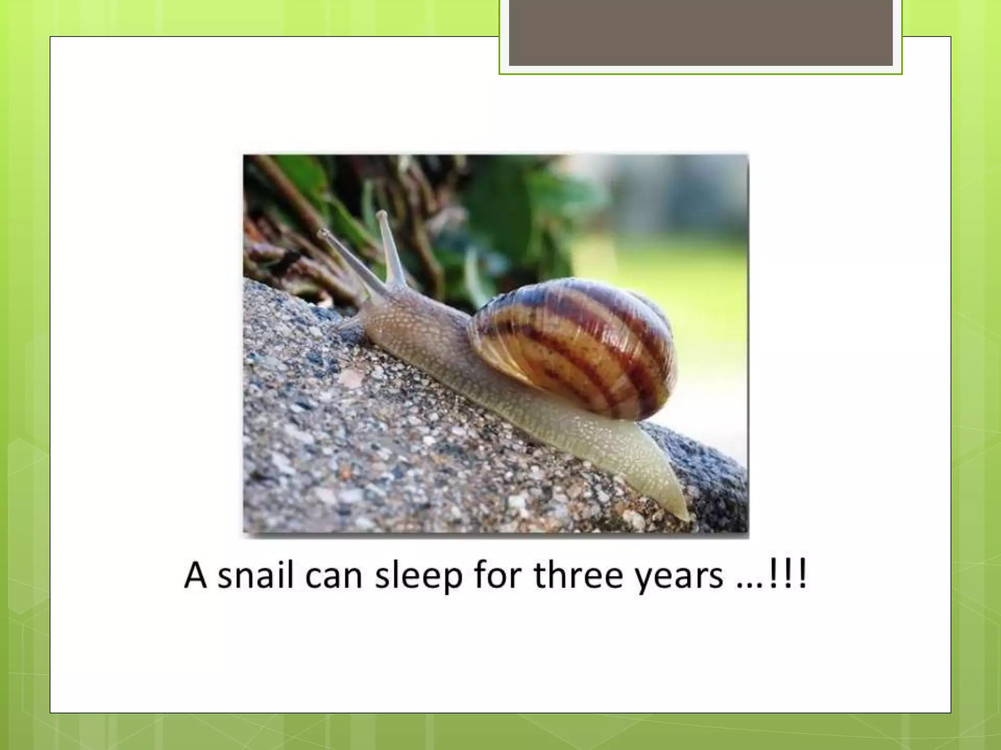 Interesting facts powerpoint | PPTX