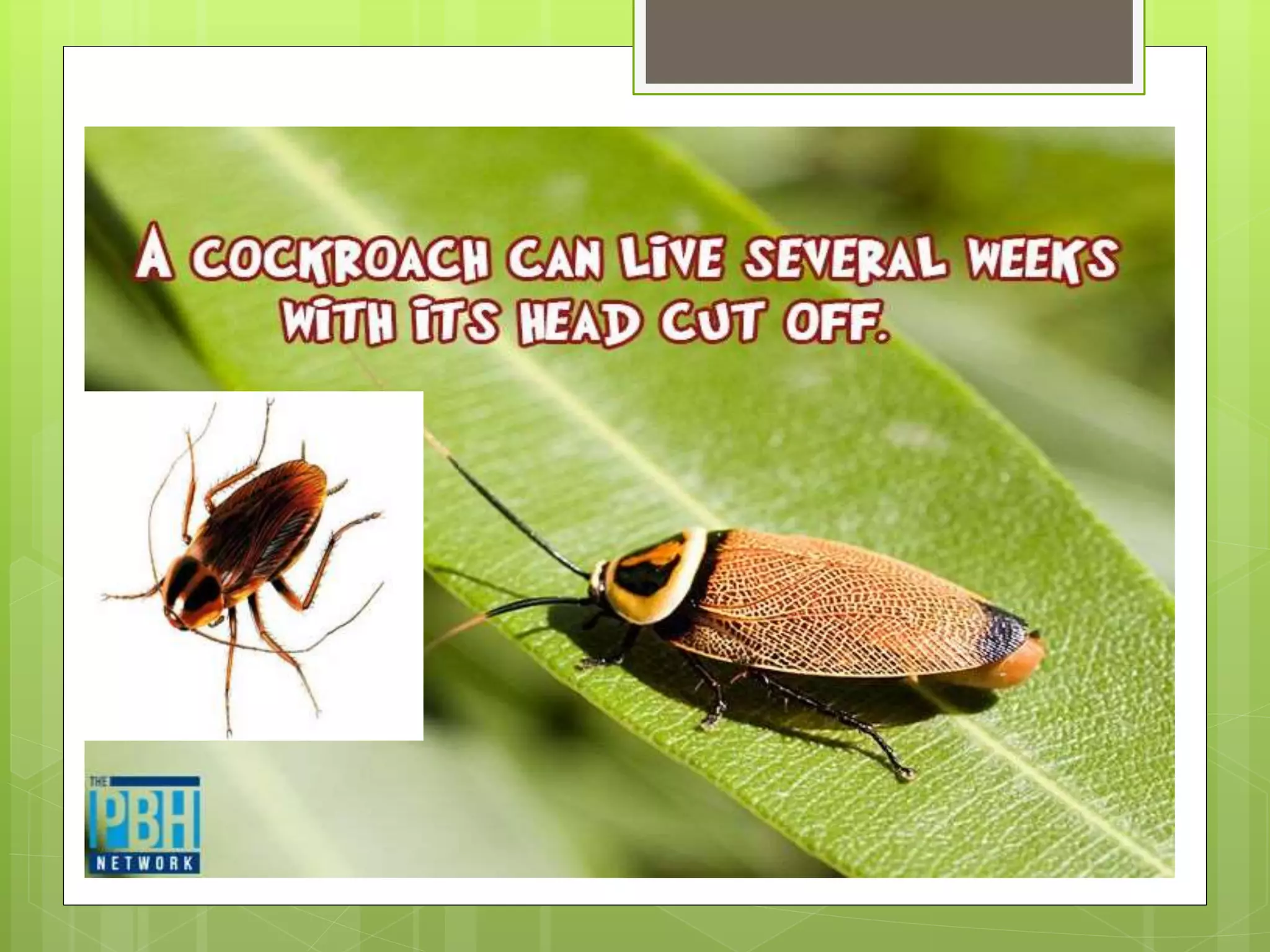 Interesting facts powerpoint | PPTX