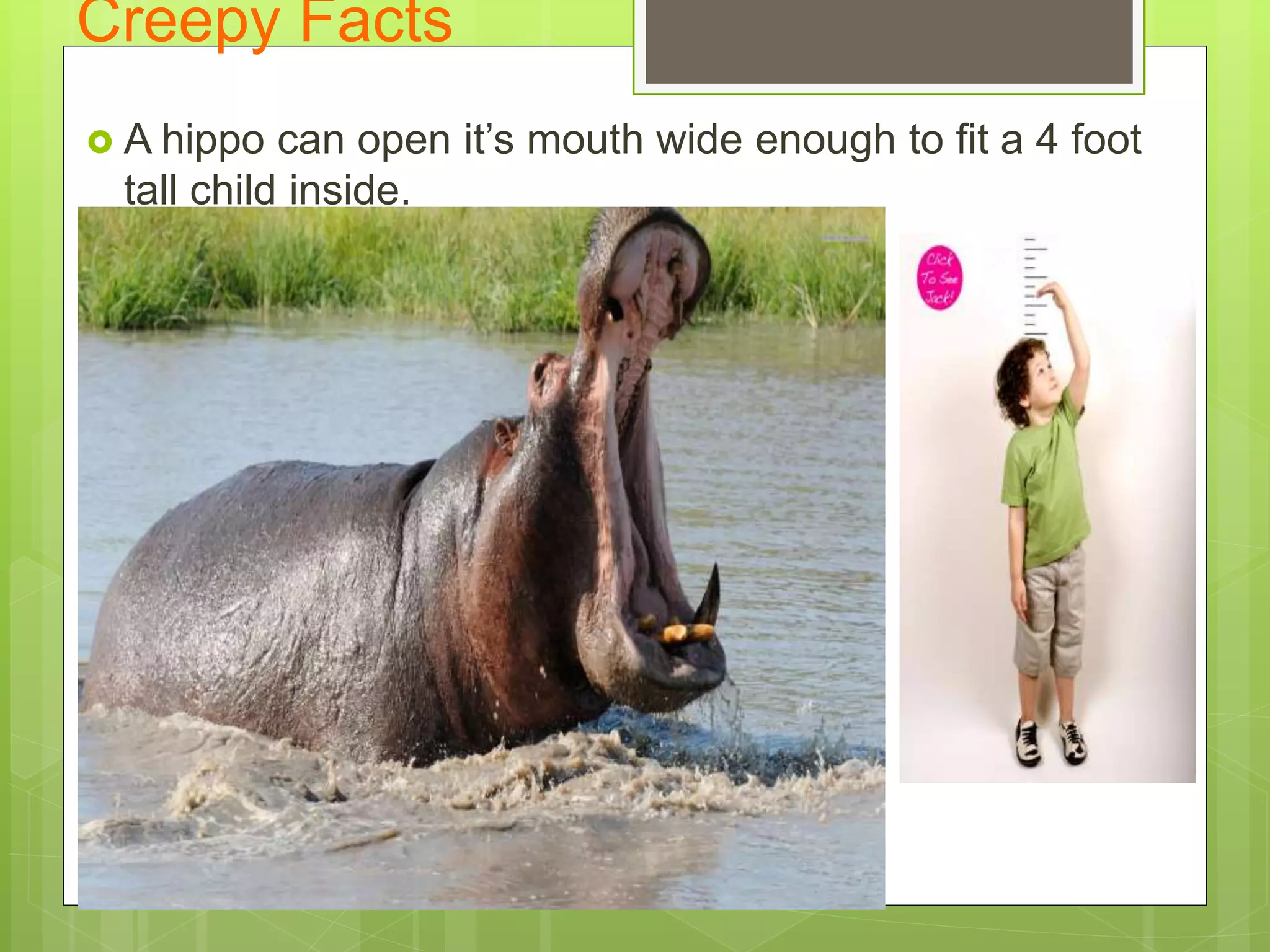 Interesting facts powerpoint | PPTX