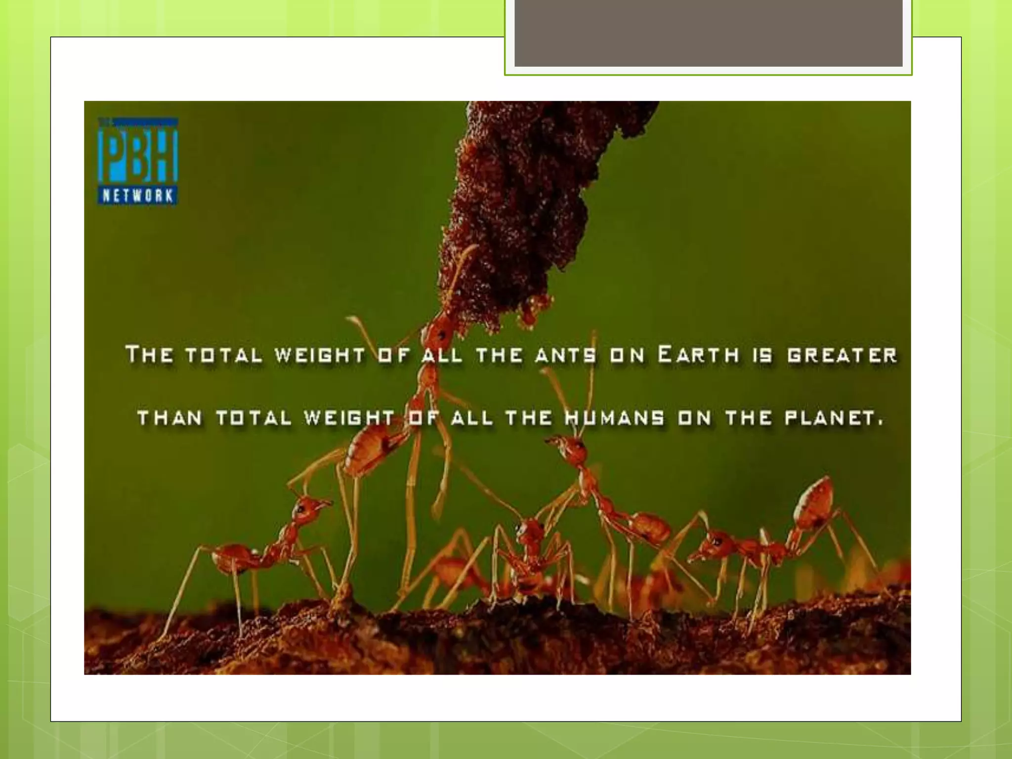 Interesting facts powerpoint | PPTX