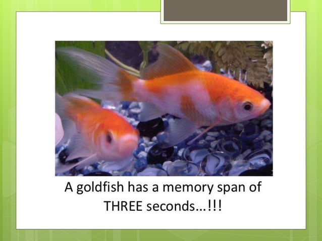 Interesting facts powerpoint | PPTX