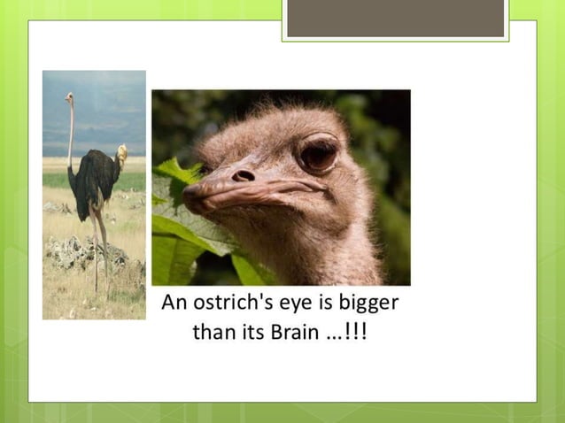 Interesting facts powerpoint | PPTX