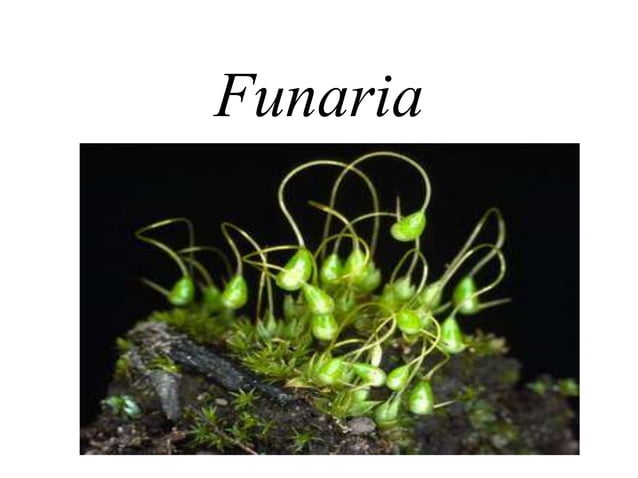 Funaria | PPTX | Biological Sciences | Science