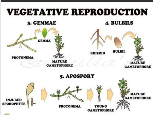 Funaria | PPTX | Biological Sciences | Science