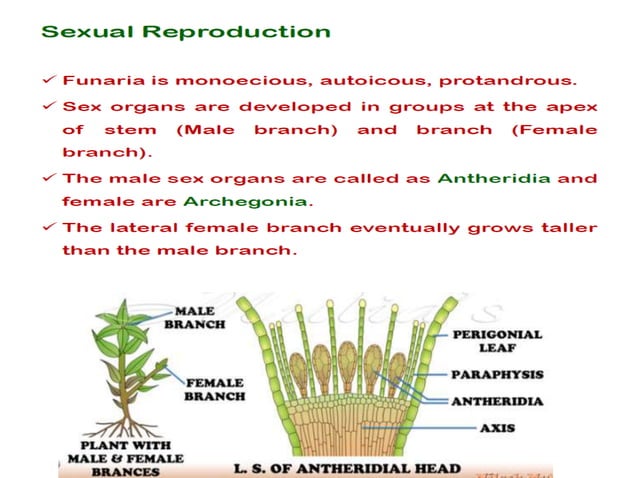 Funaria | PPTX | Biological Sciences | Science