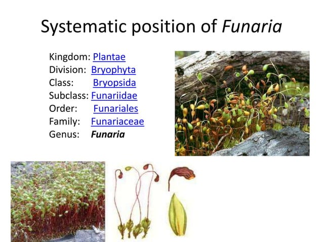 Funaria | PPTX | Biological Sciences | Science