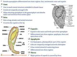 Life cycle of Funaria, member of class Bryopsida.ppt