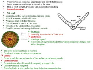 Life cycle of Funaria, member of class Bryopsida.ppt