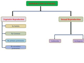 Life cycle of Funaria, member of class Bryopsida.ppt