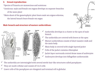 Life cycle of Funaria, member of class Bryopsida.ppt