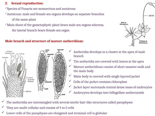 Life cycle of Funaria, member of class Bryopsida.ppt