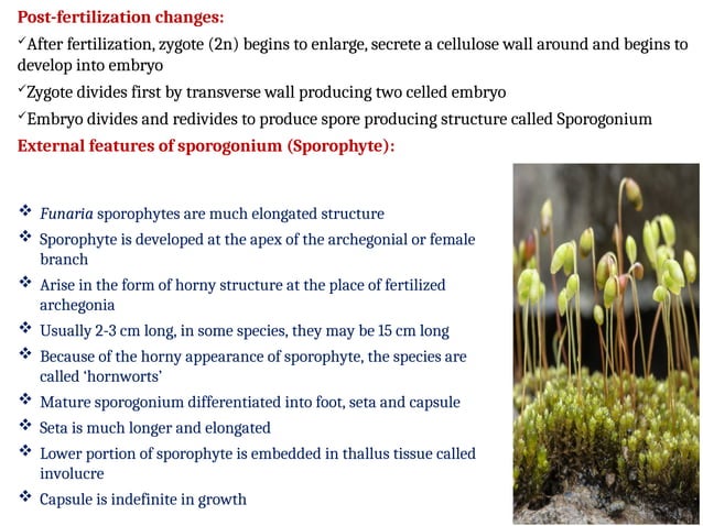Life cycle of Funaria, member of class Bryopsida.ppt