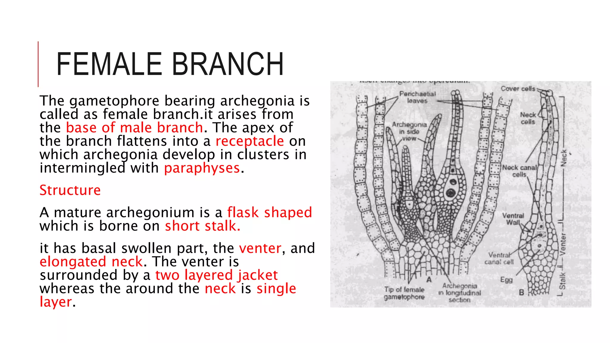 Funaria ( bryophytes) | PPTX
