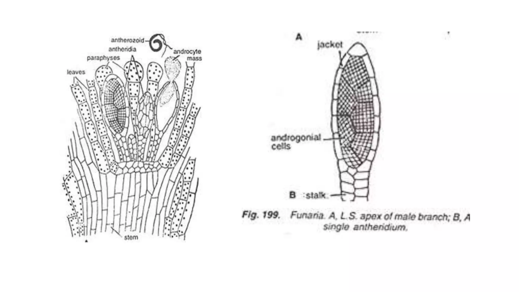 Funaria ( bryophytes) | PPTX