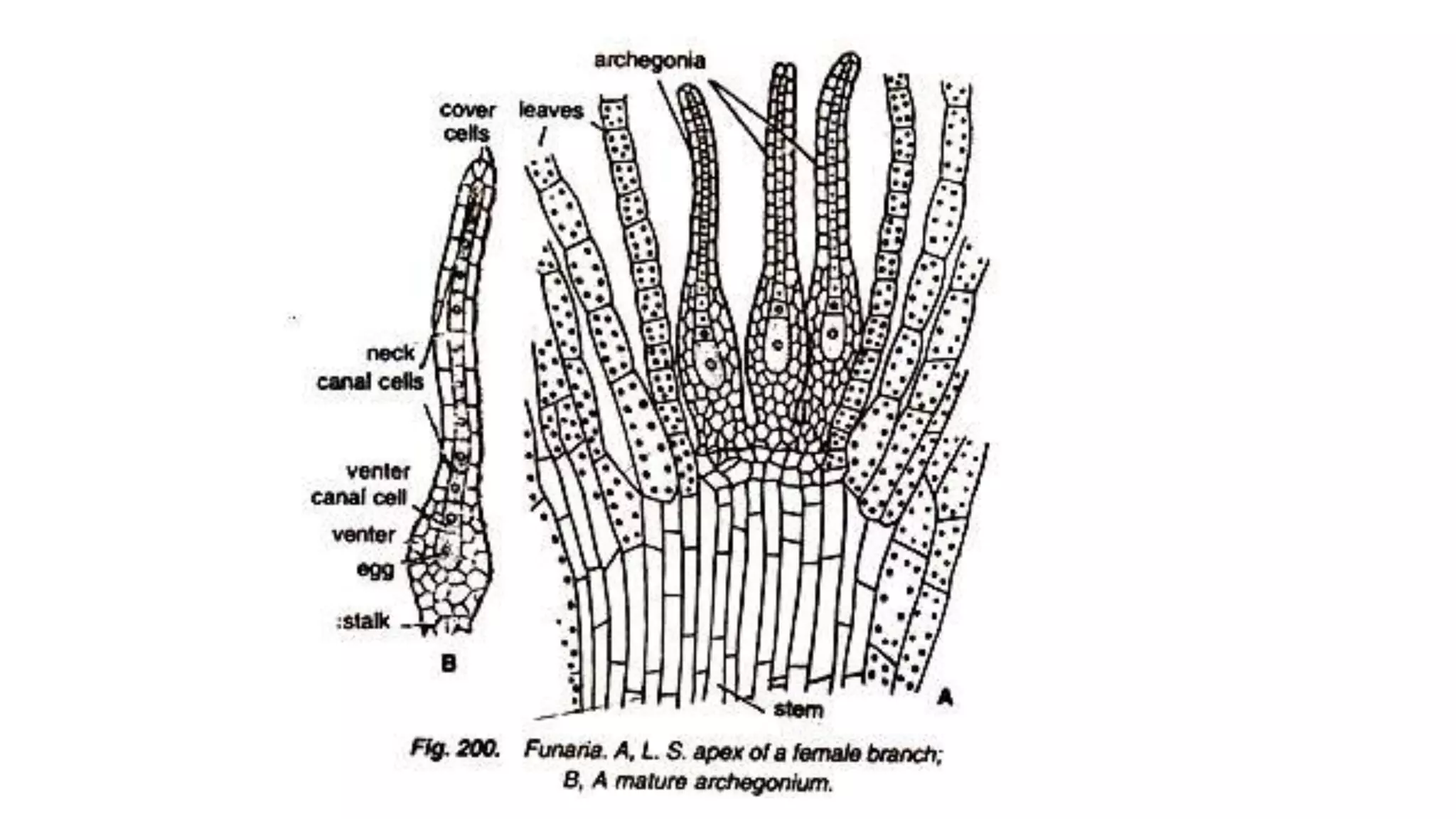 Funaria ( bryophytes) | PPTX