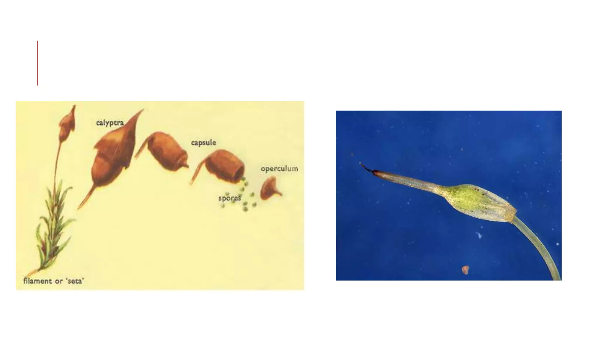 Funaria ( bryophytes) | PPTX