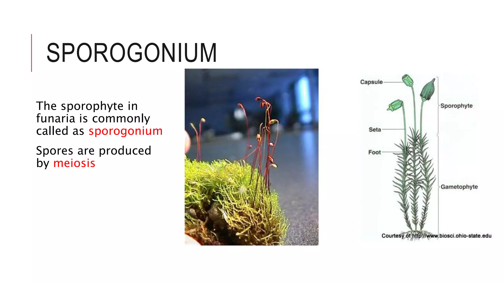 Funaria ( bryophytes) | PPTX