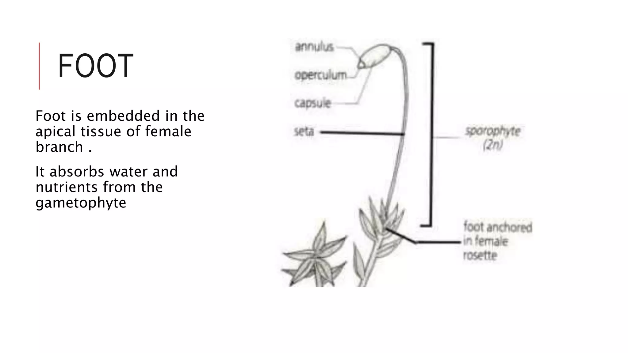 Funaria ( bryophytes) | PPTX