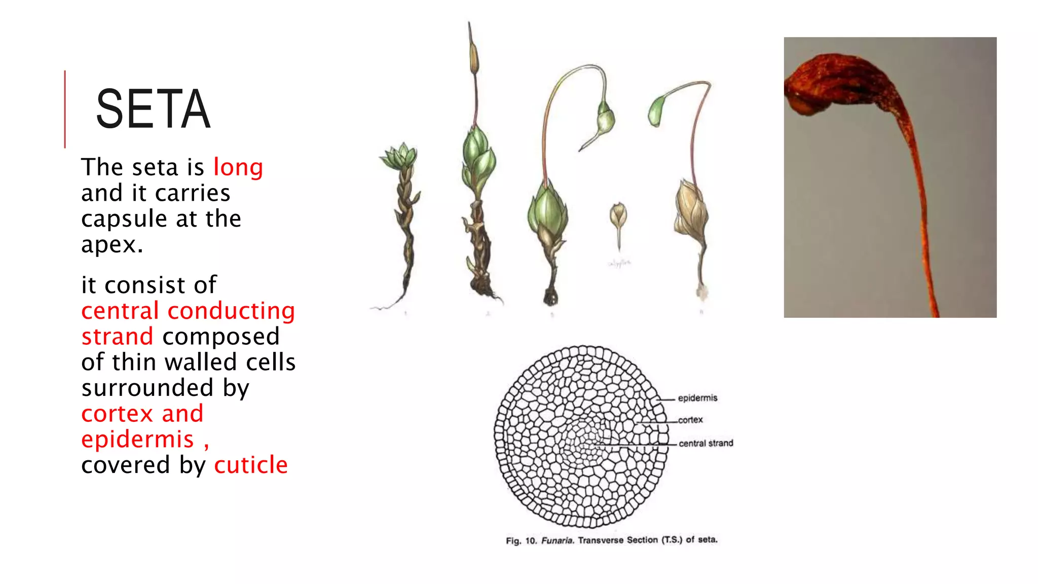 Funaria ( bryophytes) | PPTX