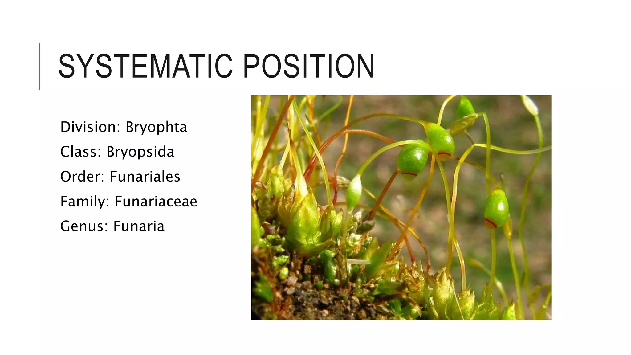 Funaria ( bryophytes) | PPTX