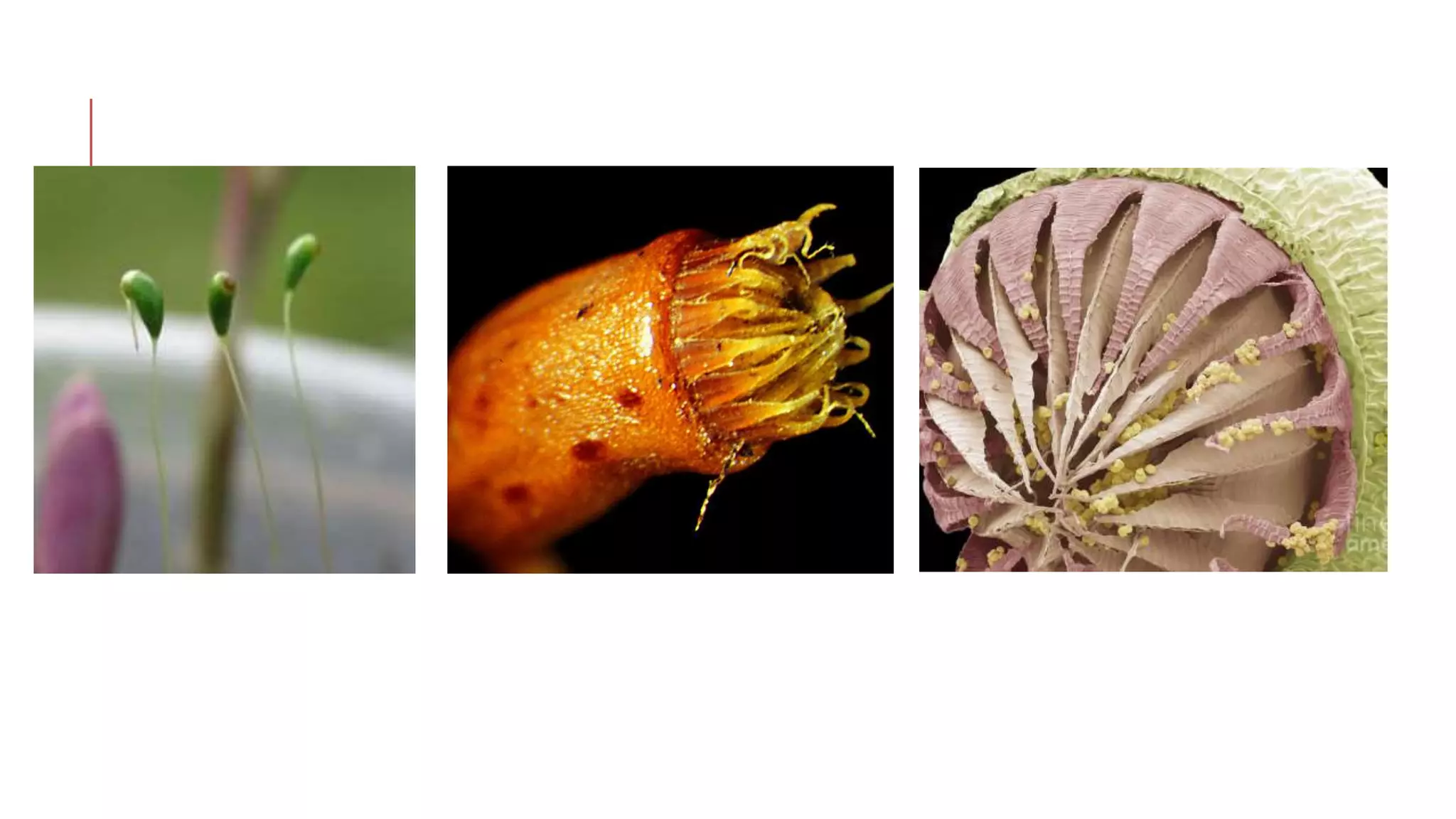 Funaria ( bryophytes) | PPTX