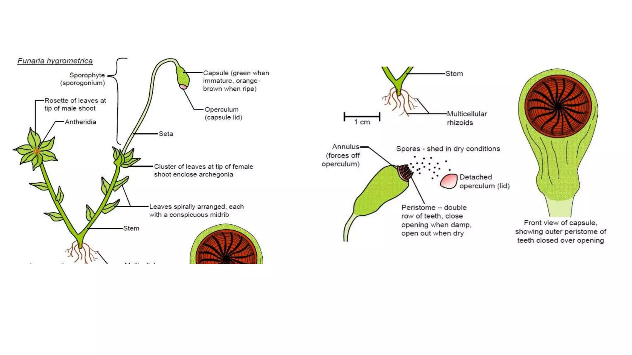 Funaria ( bryophytes) | PPTX