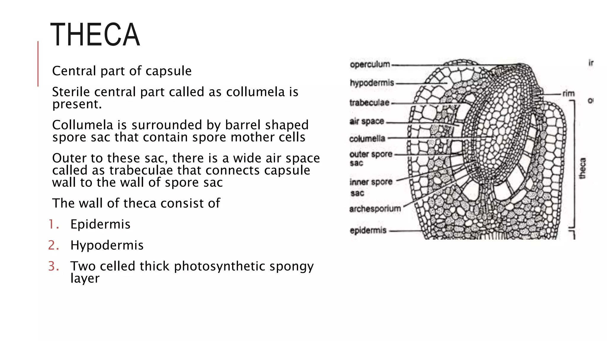 Funaria ( bryophytes) | PPTX