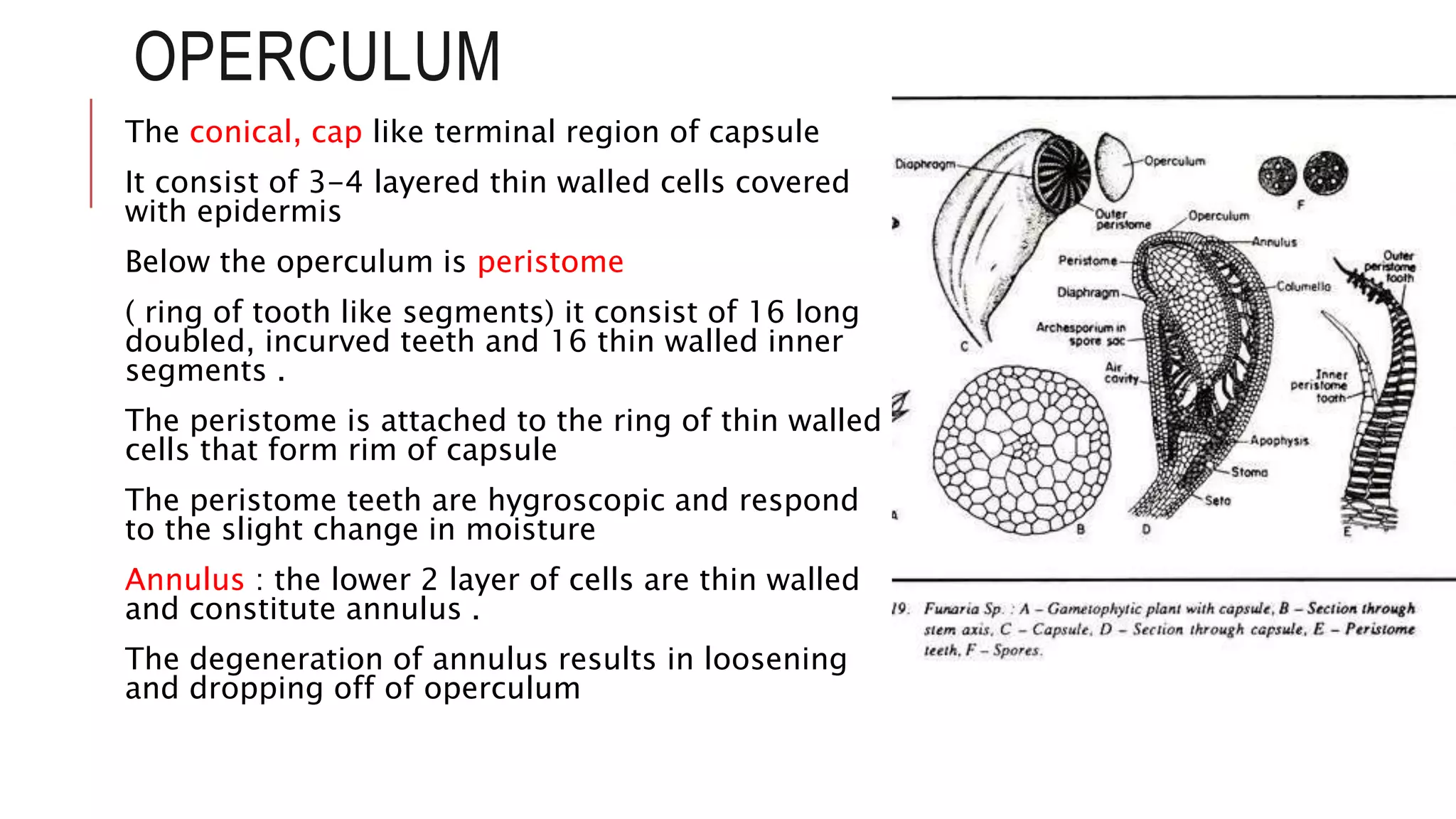Funaria ( bryophytes) | PPTX