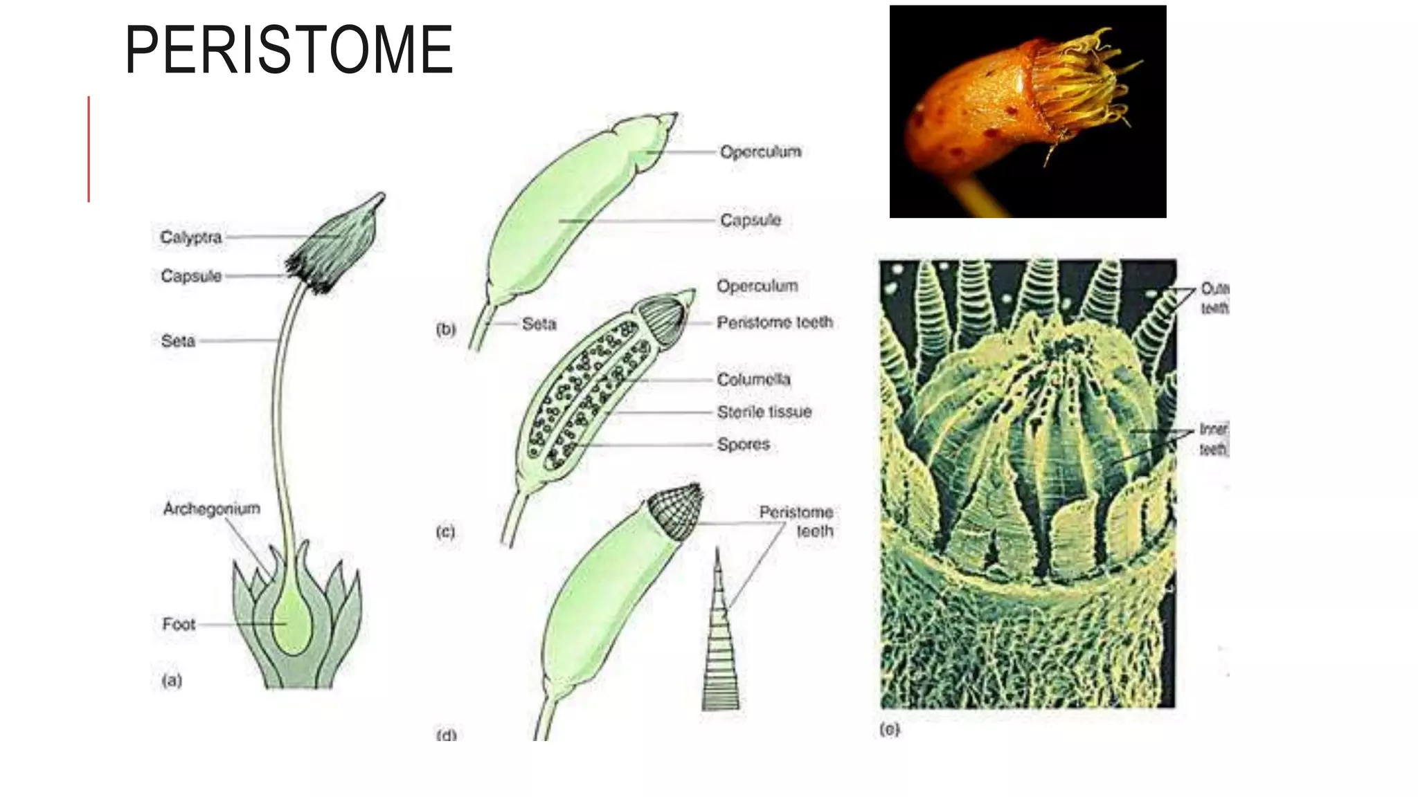 Funaria ( bryophytes) | PPTX