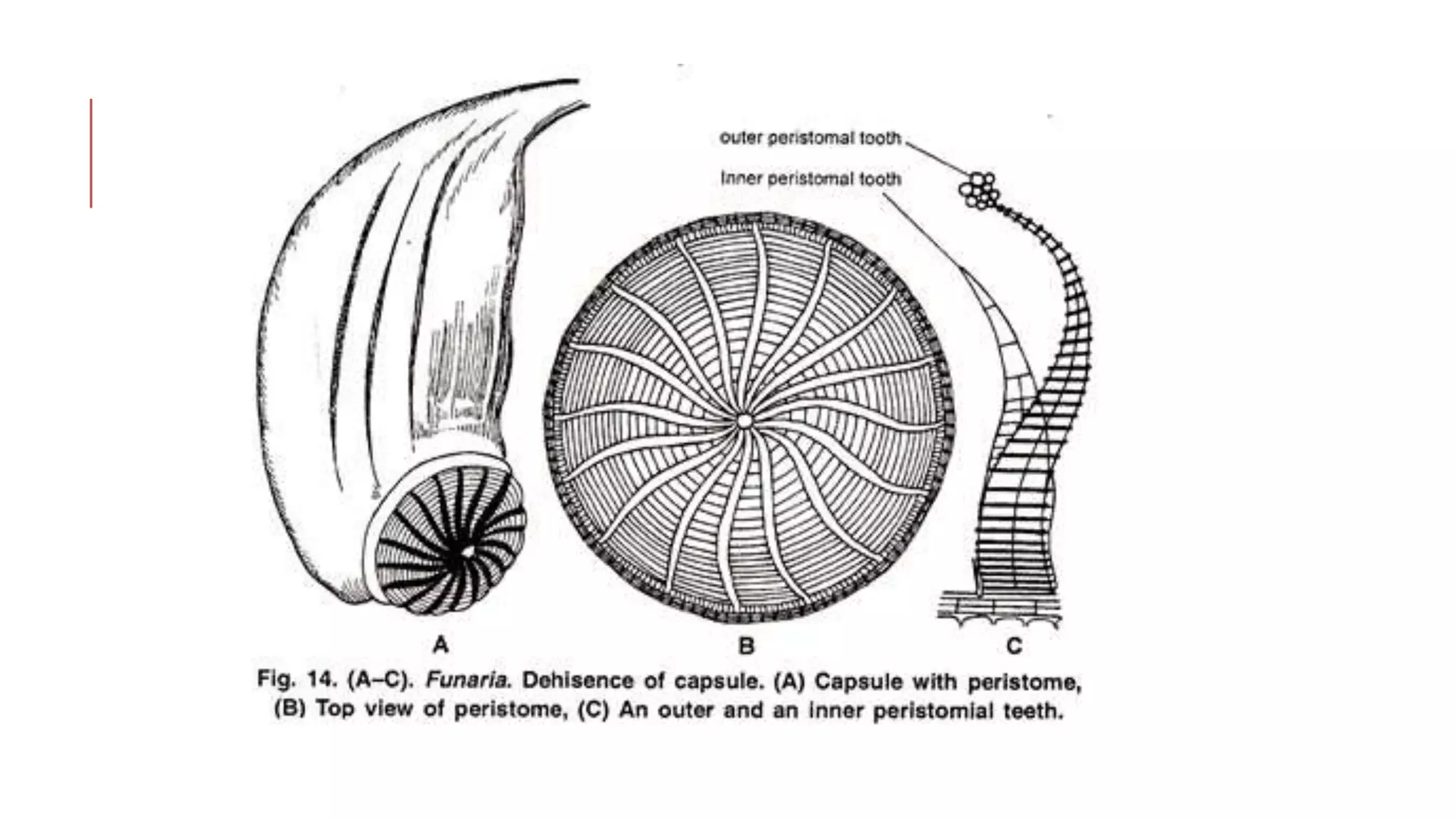 Funaria ( bryophytes) | PPTX