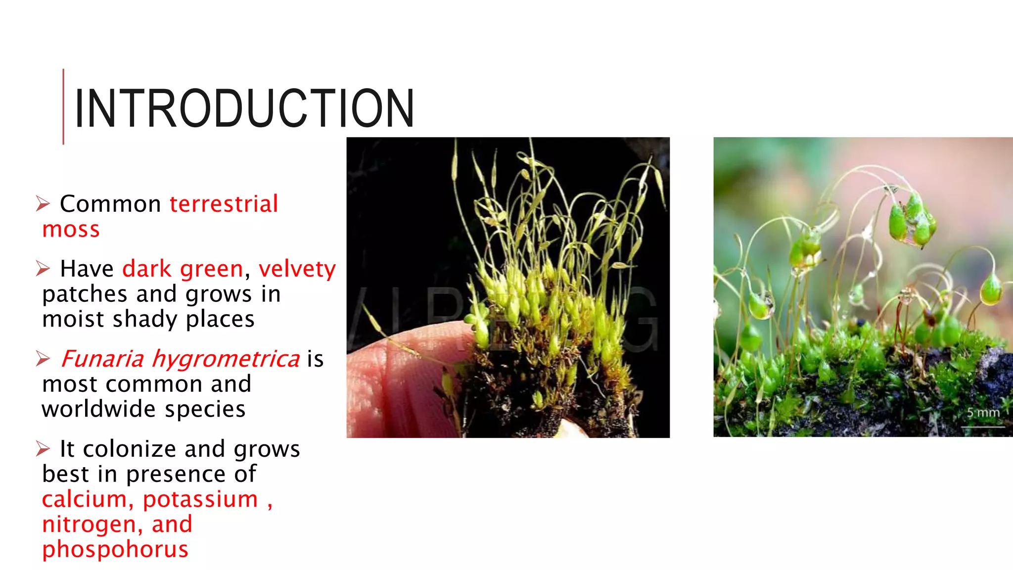 Funaria ( bryophytes) | PPTX
